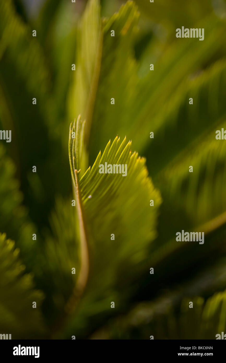 Cypress tree closeup Stock Photo - Alamy