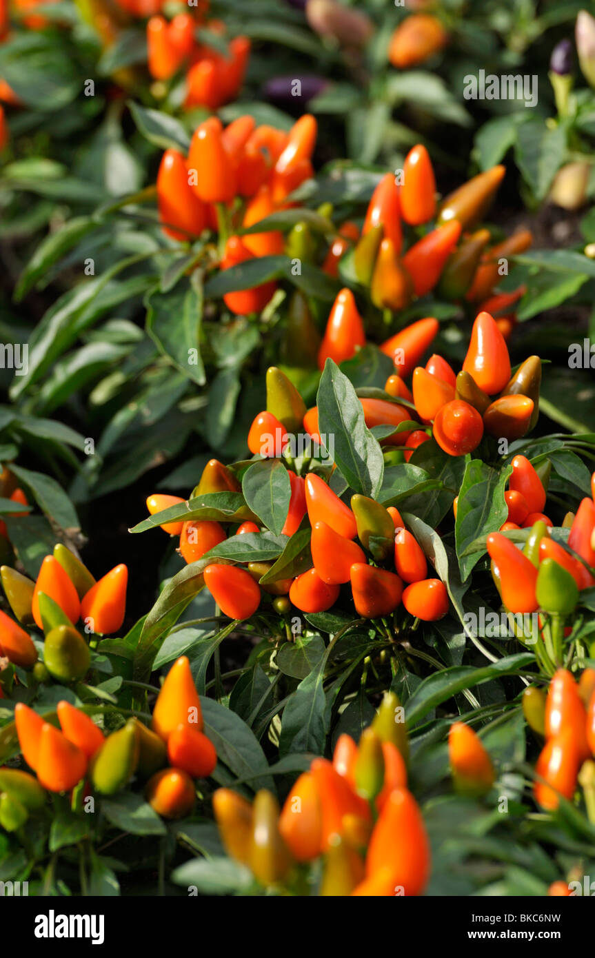 Capsicum fruit hi-res stock photography and images - Alamy