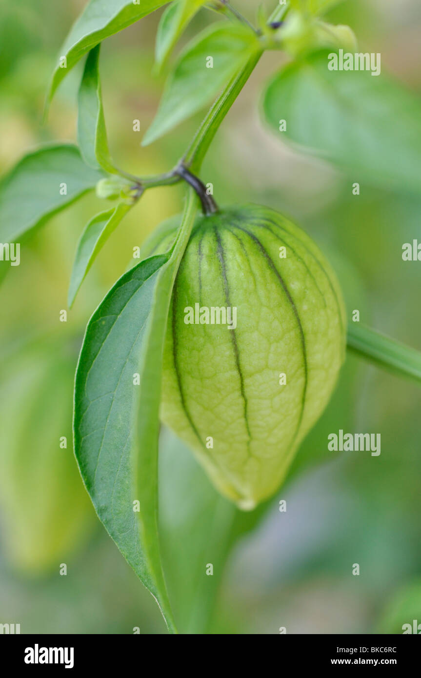 Tomatillo fruits hi-res stock photography and images - Alamy