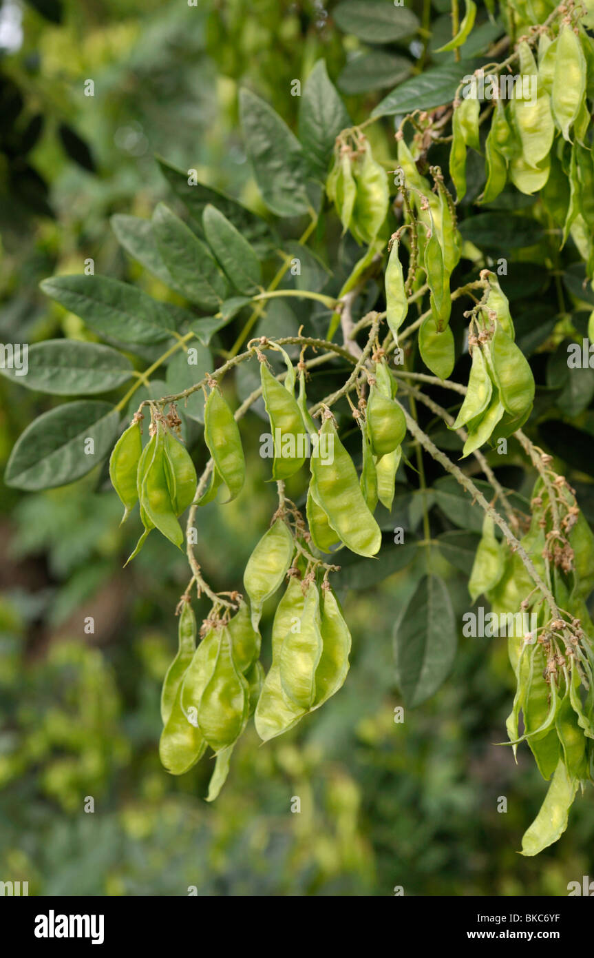 Maackia chinensis hi-res stock photography and images - Alamy