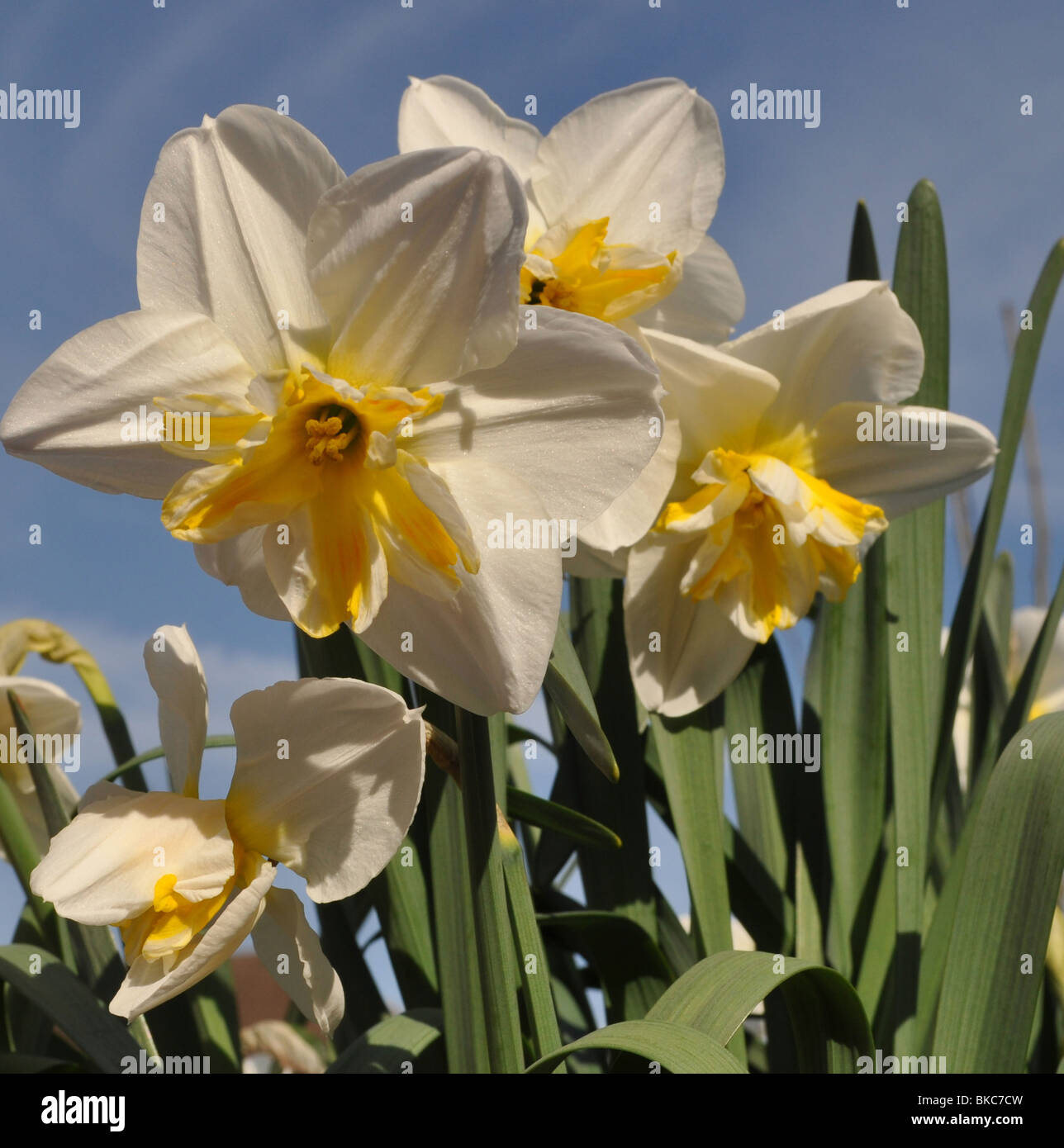 Colorful Spring Daffodils in a garden Stock Photo - Alamy