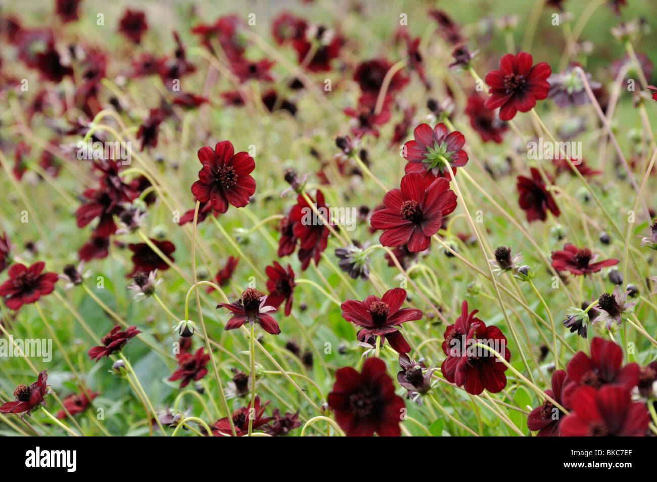 Chocolate cosmos hi-res stock photography and images - Alamy