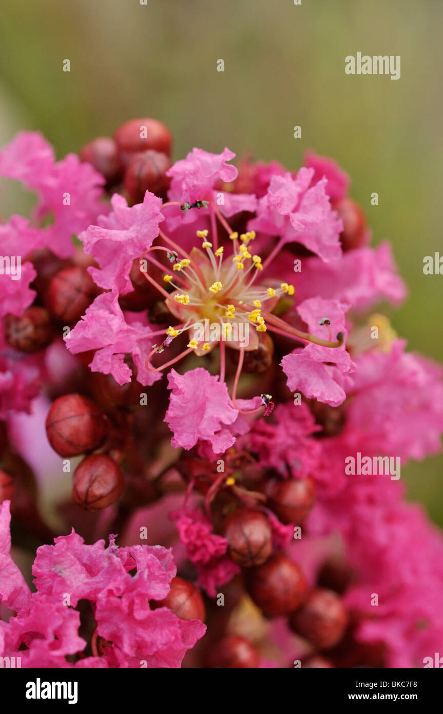 Lagerstroemia indica hi-res stock photography and images - Alamy