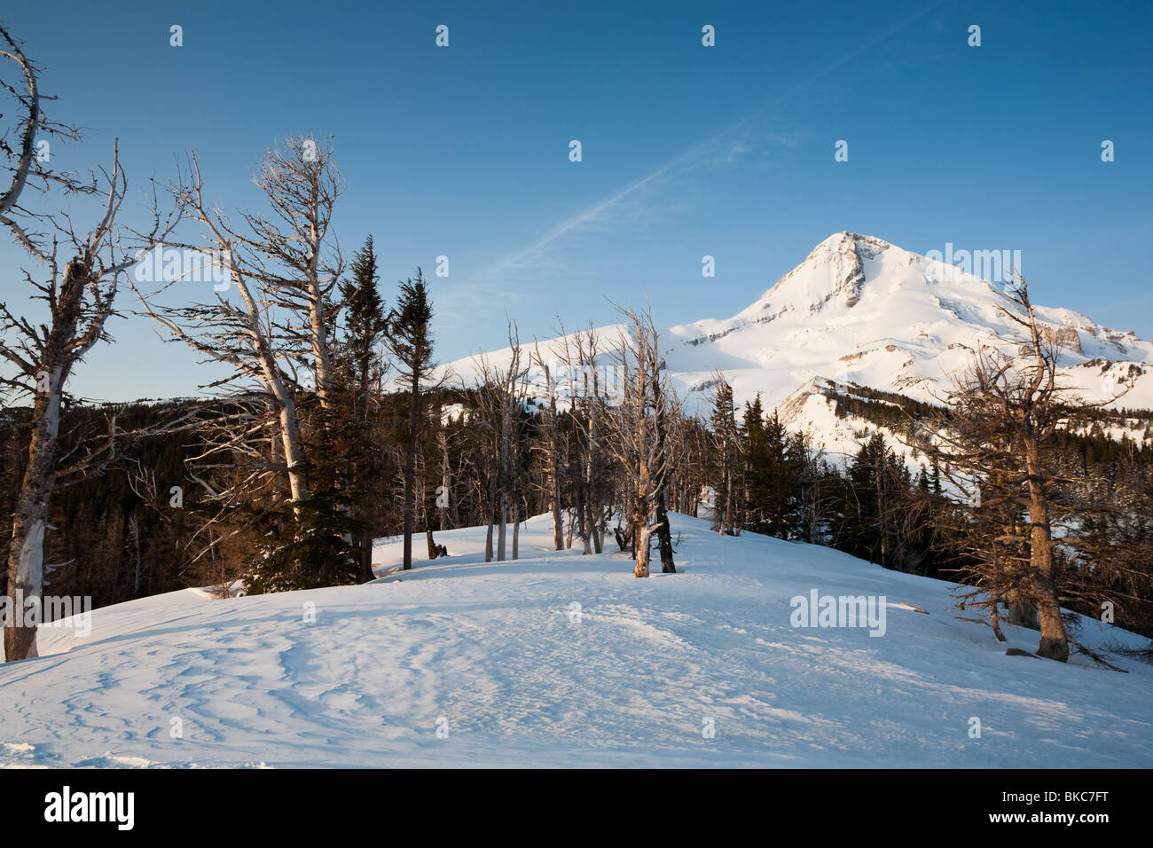 Mount Hood from Cloud Cap Area, Cooper Spur, Mount Hood National Forest ...