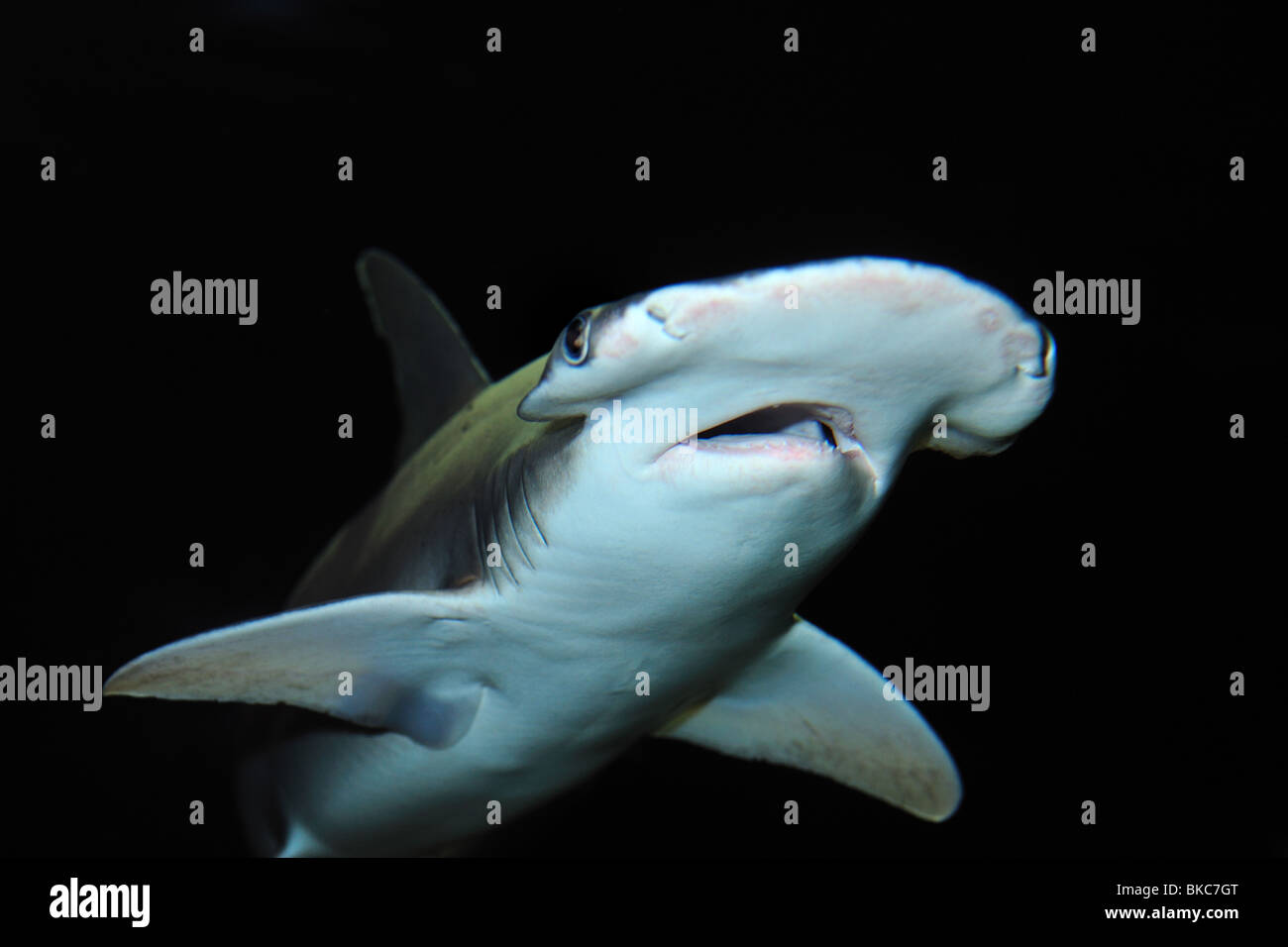 Bonnethead, Sphyrna tiburo, captive Stock Photo - Alamy