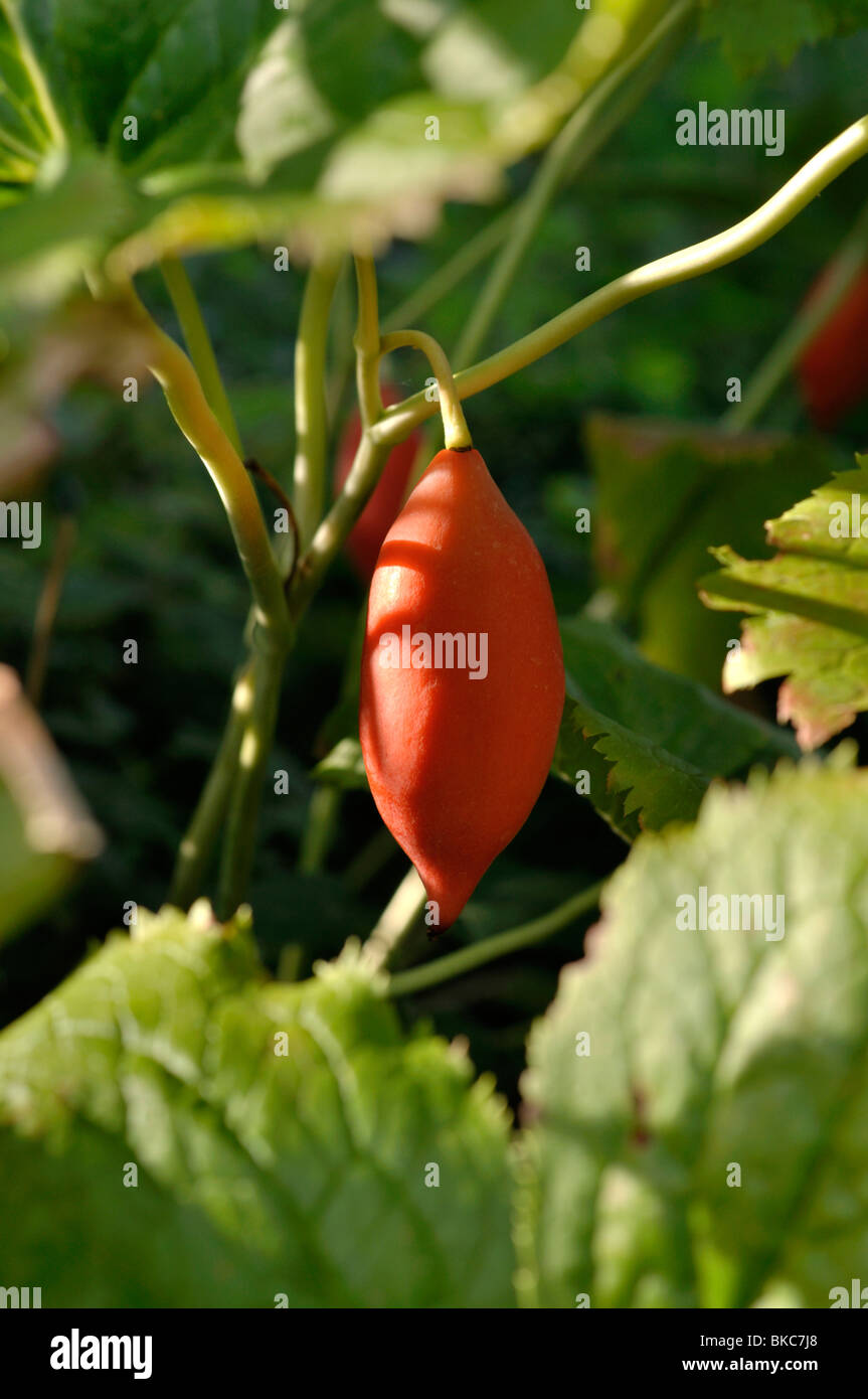 Podophyllum hexandrum hi-res stock photography and images - Alamy