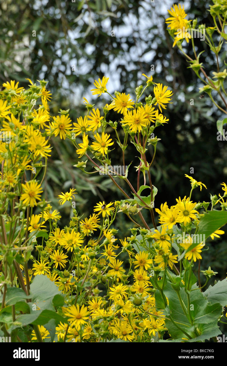 Silphium hi-res stock photography and images - Alamy