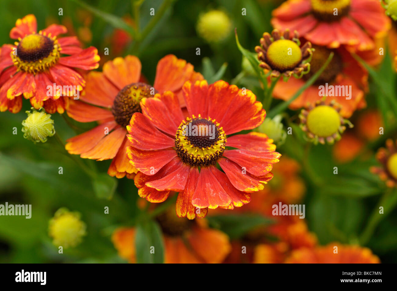 Helenium hybrid hi-res stock photography and images - Alamy