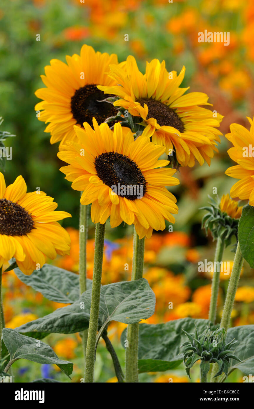 Common sunflower (Helianthus annuus Stock Photo - Alamy