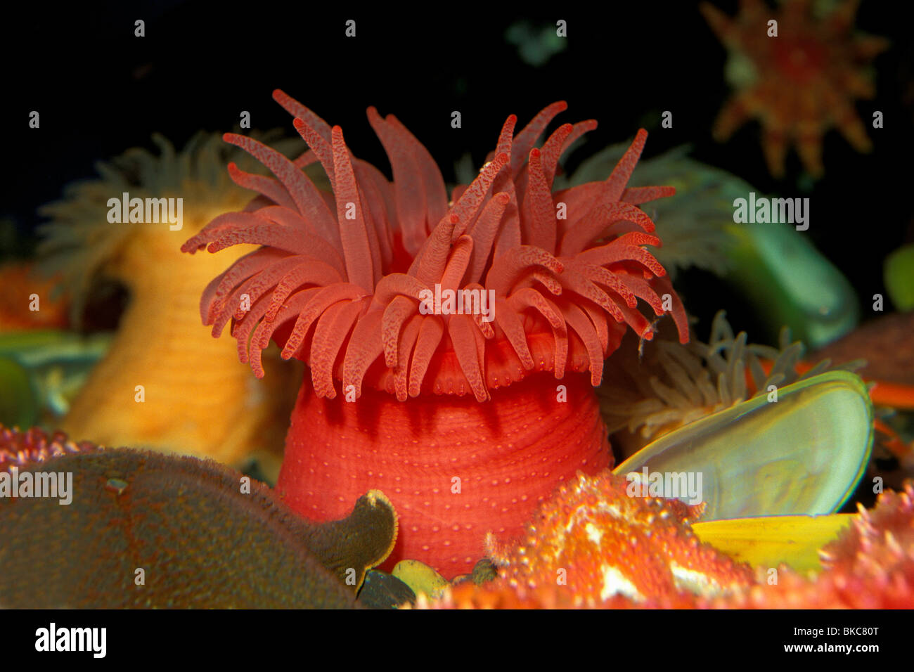 Crimson anemone cribrinopsis fernaldi hi-res stock photography and ...