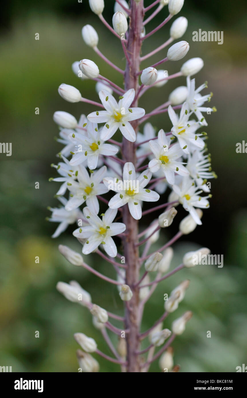 Sea squill (Drimia maritima syn. Charybdis maritima Stock Photo - Alamy