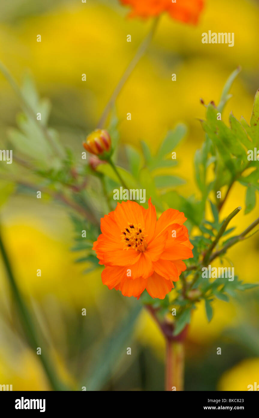 Yellow cosmos (Cosmos sulphureus Stock Photo - Alamy