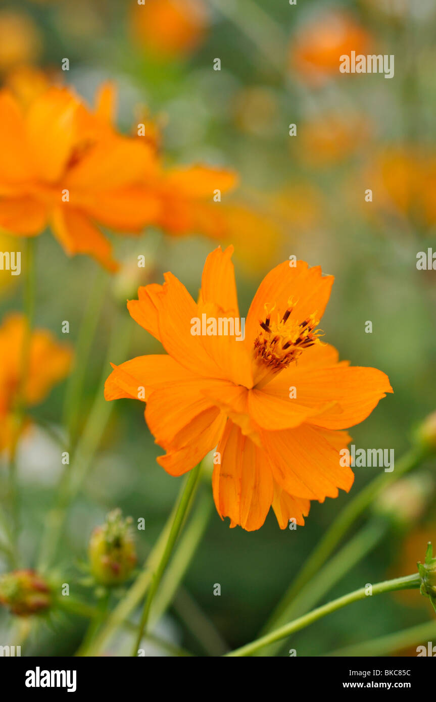 Yellow cosmos (Cosmos sulphureus Stock Photo - Alamy