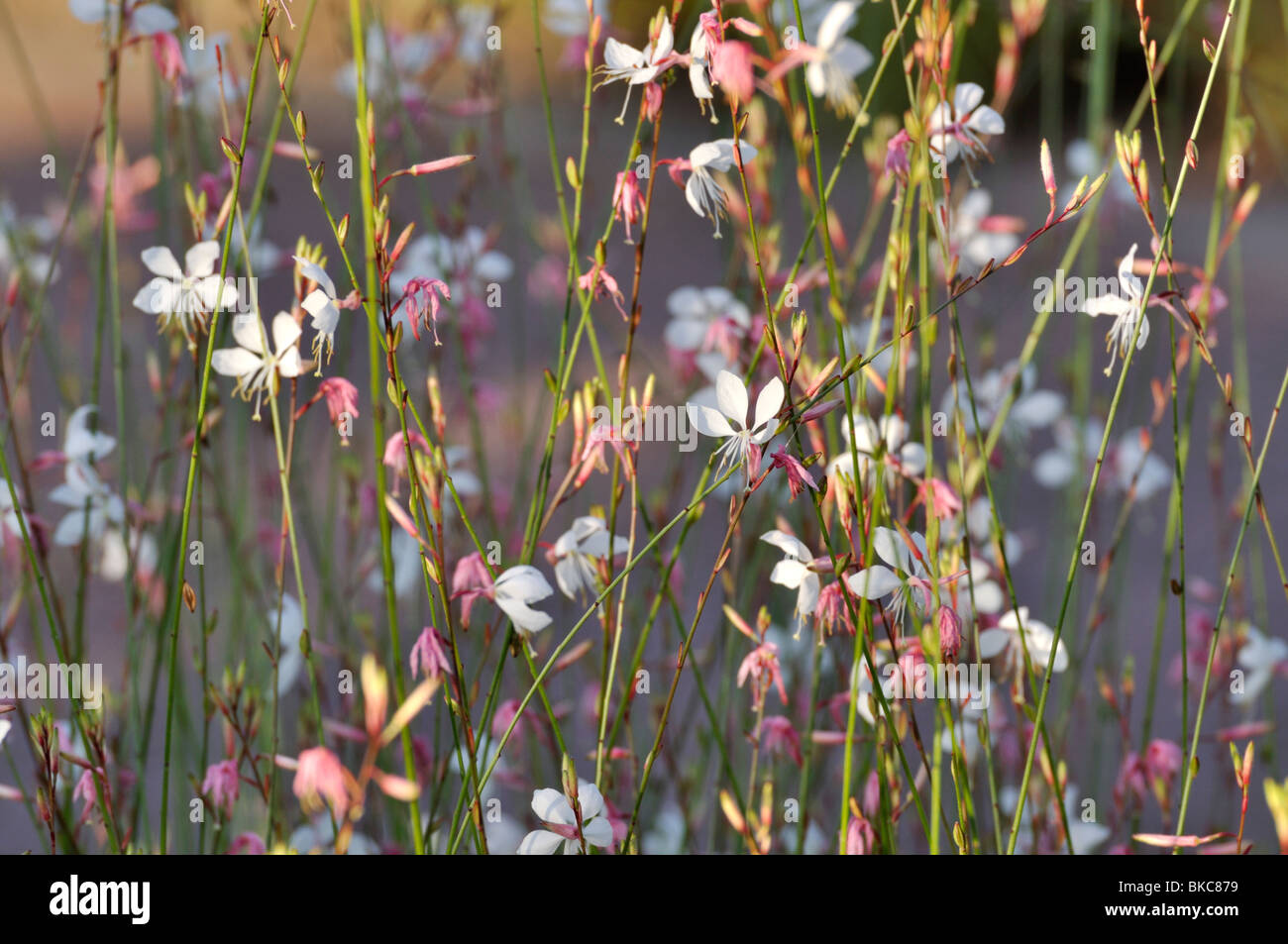 Butterfly gaura (Gaura lindheimeri Stock Photo - Alamy