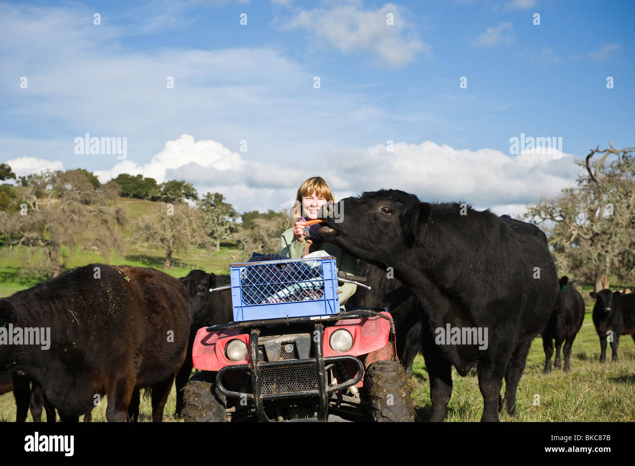 Mature adult female rancher hand feeds carrots to herd of Black Angus ...