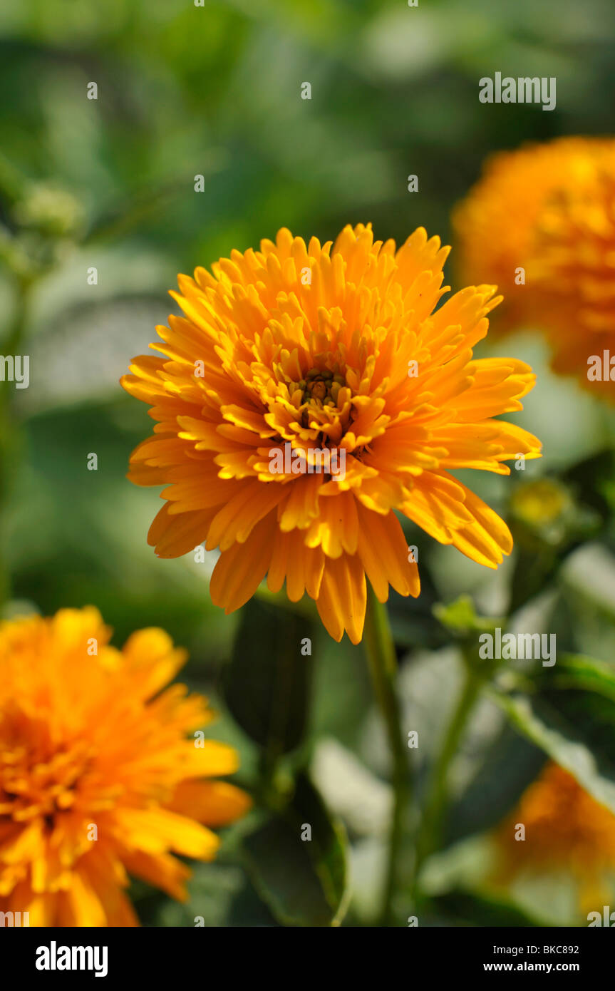 False sunflower (Heliopsis helianthoides var. scabra 'Asahi' Stock ...