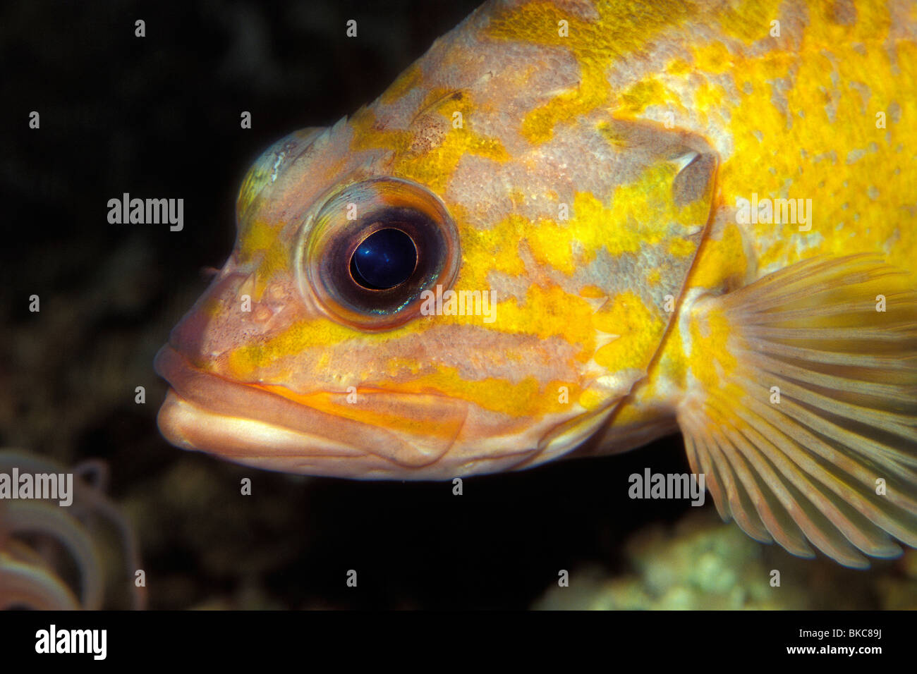 Sebastes species hi-res stock photography and images - Alamy