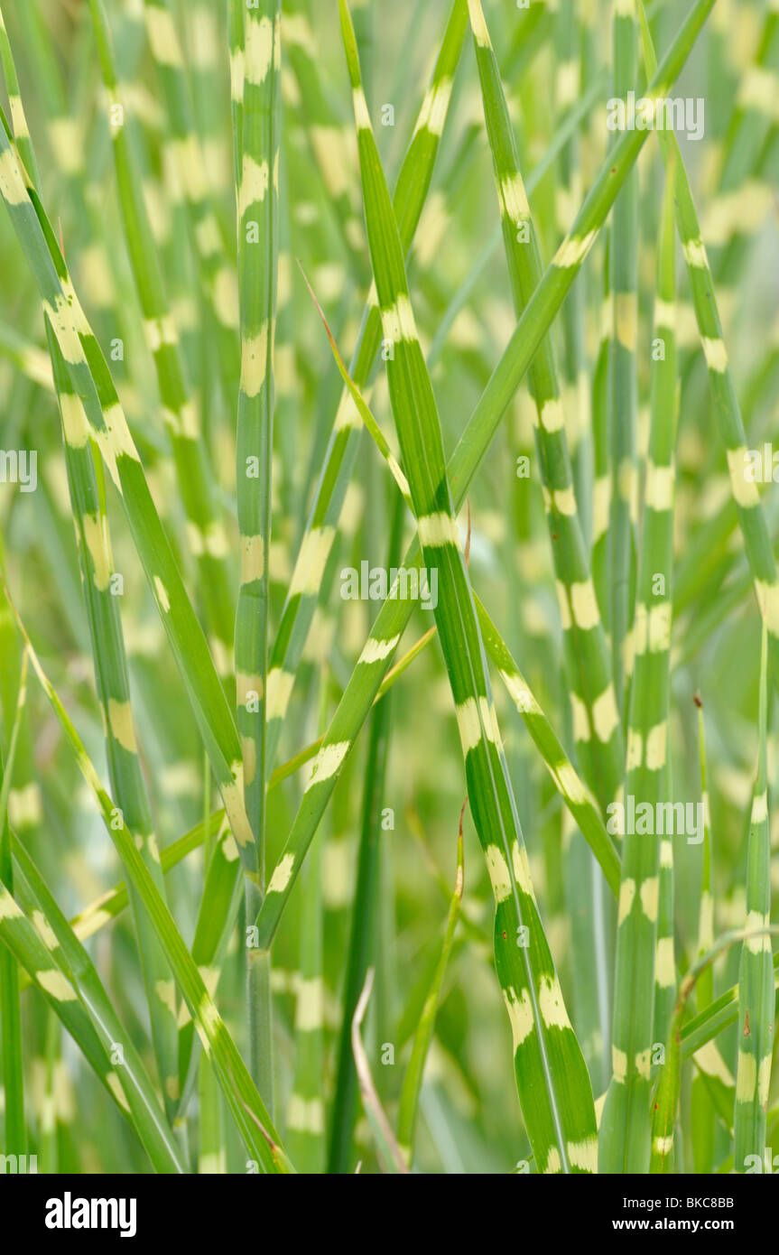Chinese silver grass (Miscanthus sinensis 'Strictus' Stock Photo - Alamy