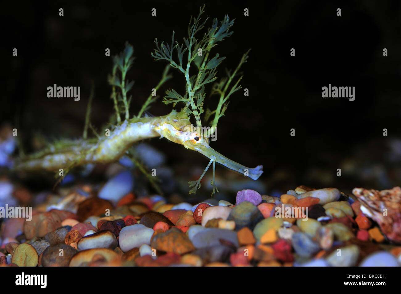 Ribboned seadragon, Haliichthys taeniophorus, captive Stock Photo - Alamy