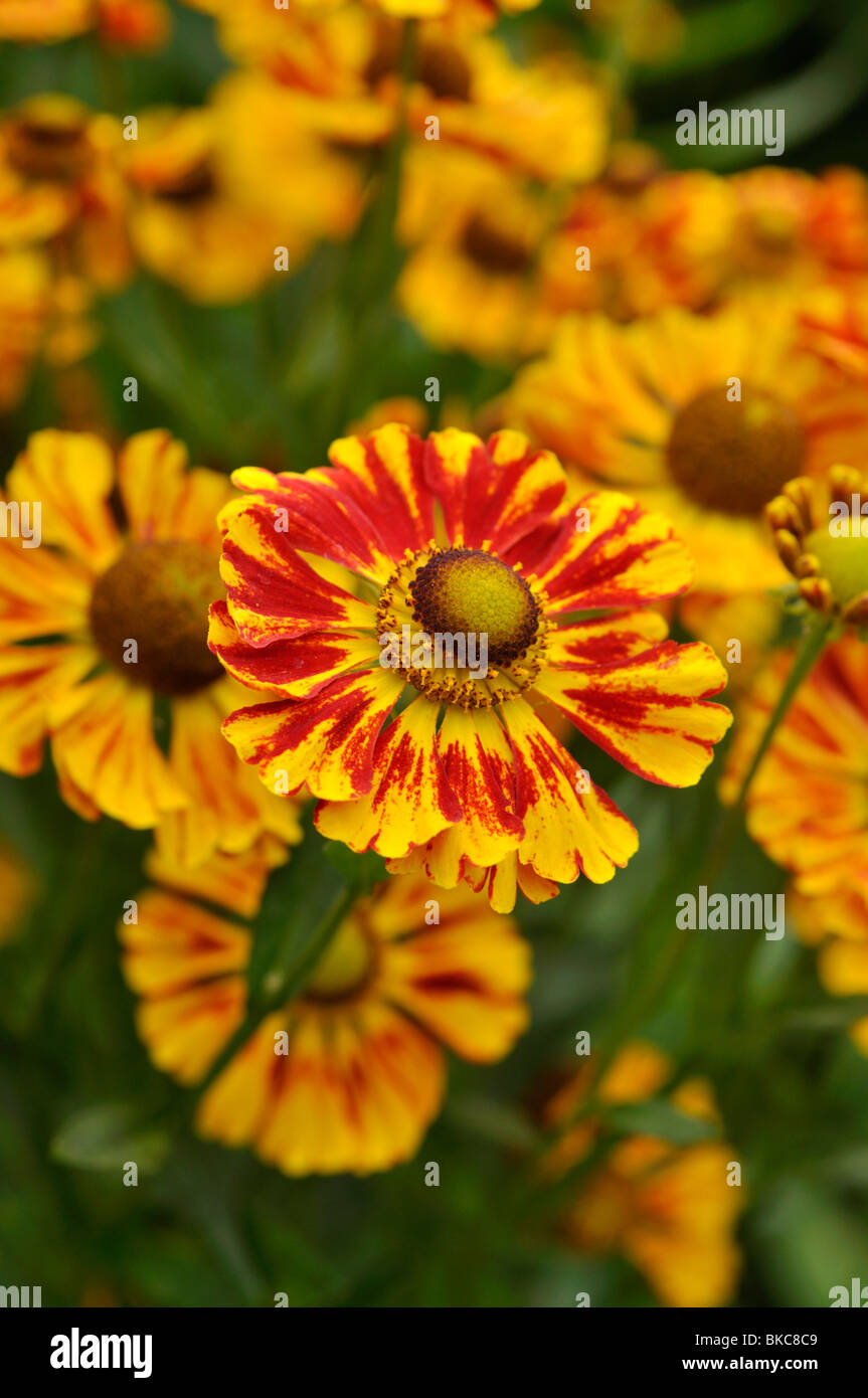 Helenium feuersiegel hi-res stock photography and images - Alamy