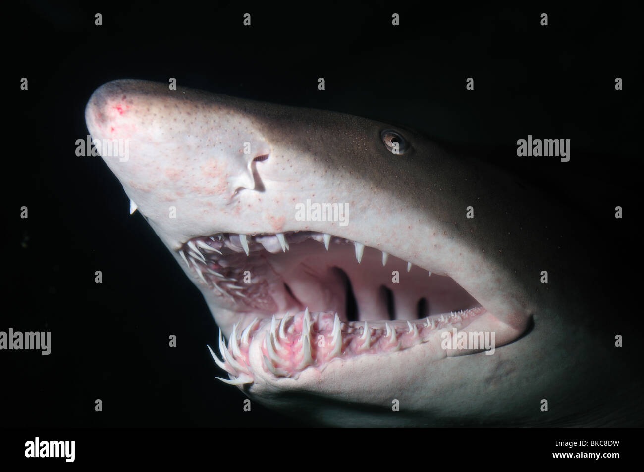 Sand Tiger Shark Jaw
