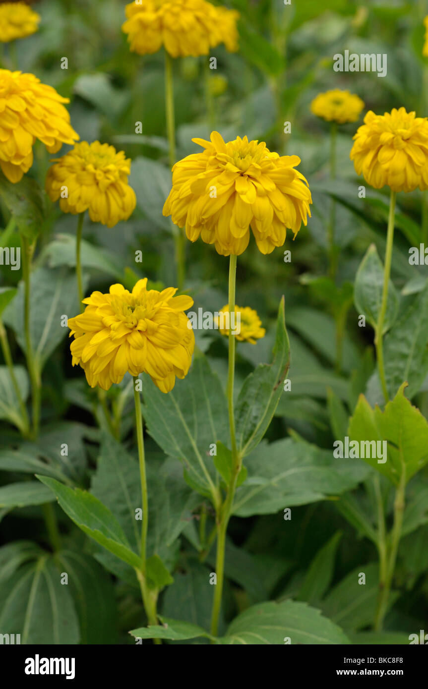 Cutleaf cone flower (Rudbeckia laciniata 'Goldquelle' Stock Photo - Alamy