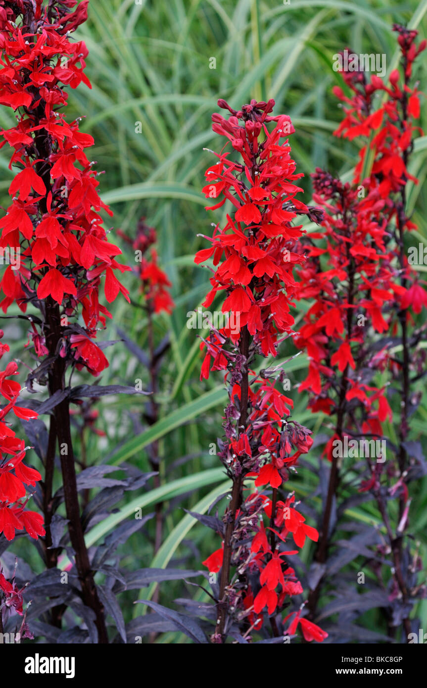 Lobelia (Lobelia splendens 'Elmfeuer' Stock Photo - Alamy