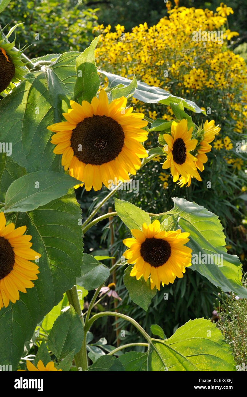 Common sunflower (Helianthus annuus Stock Photo - Alamy