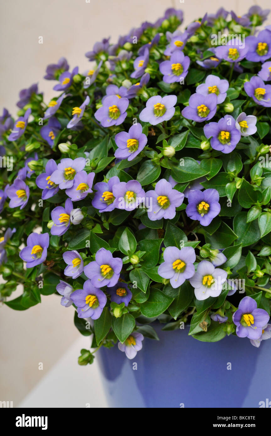 German violet (Exacum affine Stock Photo - Alamy