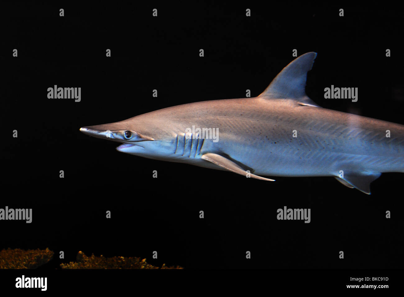 Bonnethead, Sphyrna tiburo, captive Stock Photo - Alamy