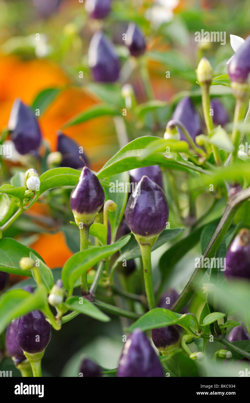 Chili pepper (Capsicum Stock Photo - Alamy