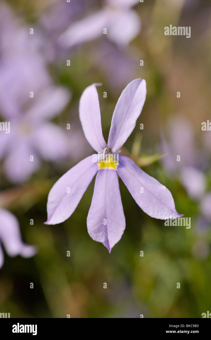 Isotoma plant hi-res stock photography and images - Alamy