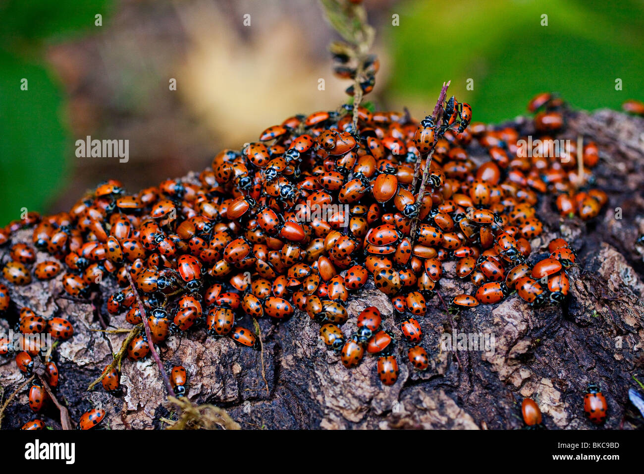 Ladybugs on branch Stock Photo - Alamy