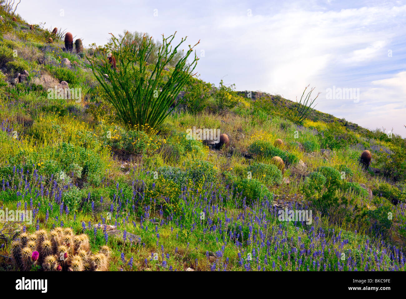 Spring blooms in the Sonoran Desert of Arizona's White Tank Mountains ...