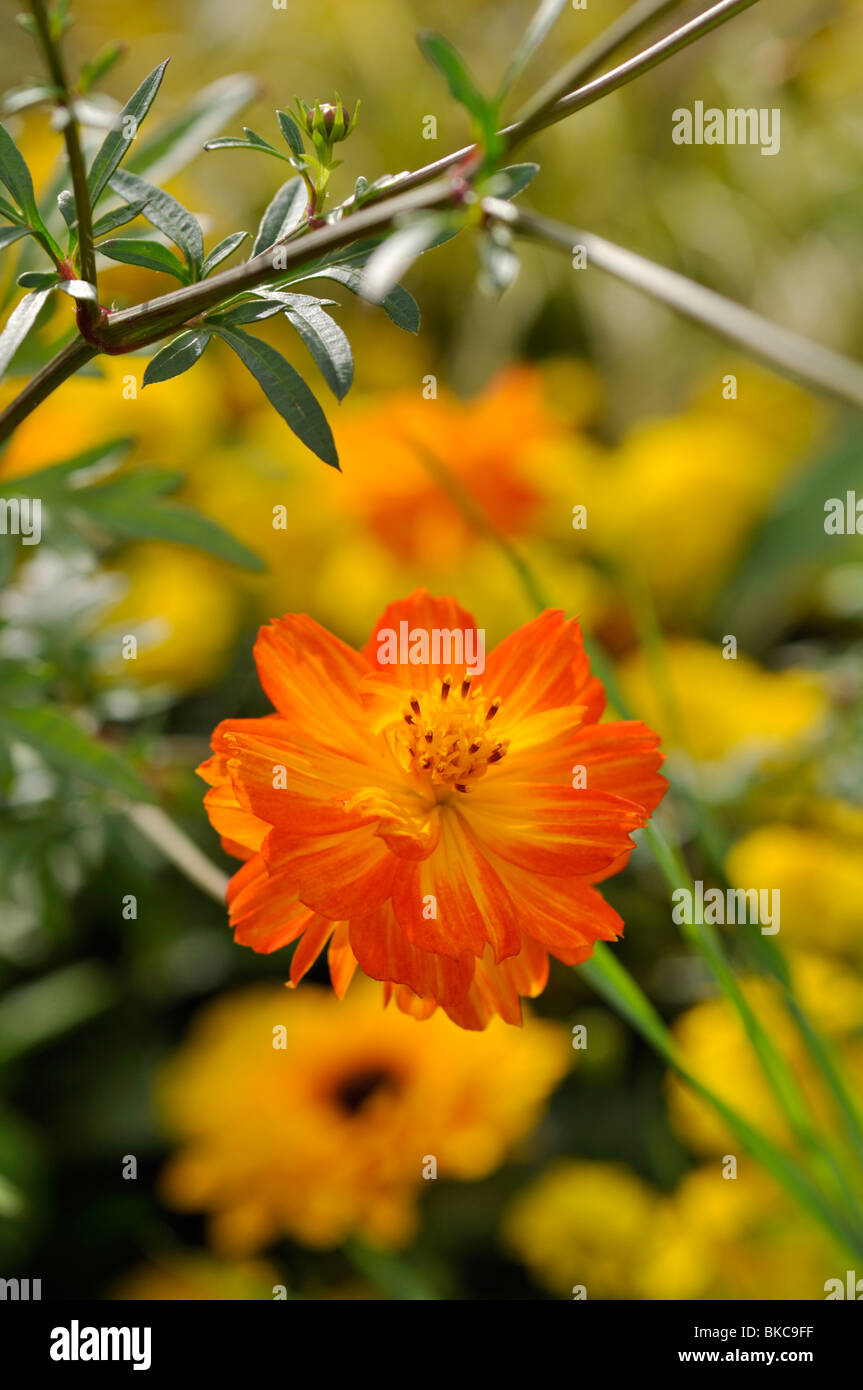 Yellow cosmos (Cosmos sulphureus Stock Photo - Alamy