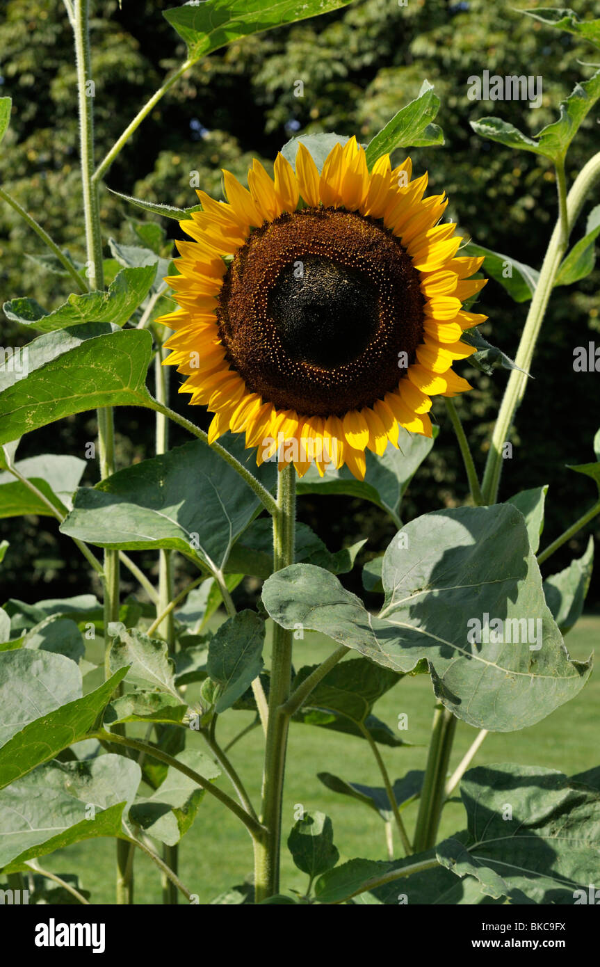 Common sunflower (Helianthus annuus Stock Photo - Alamy