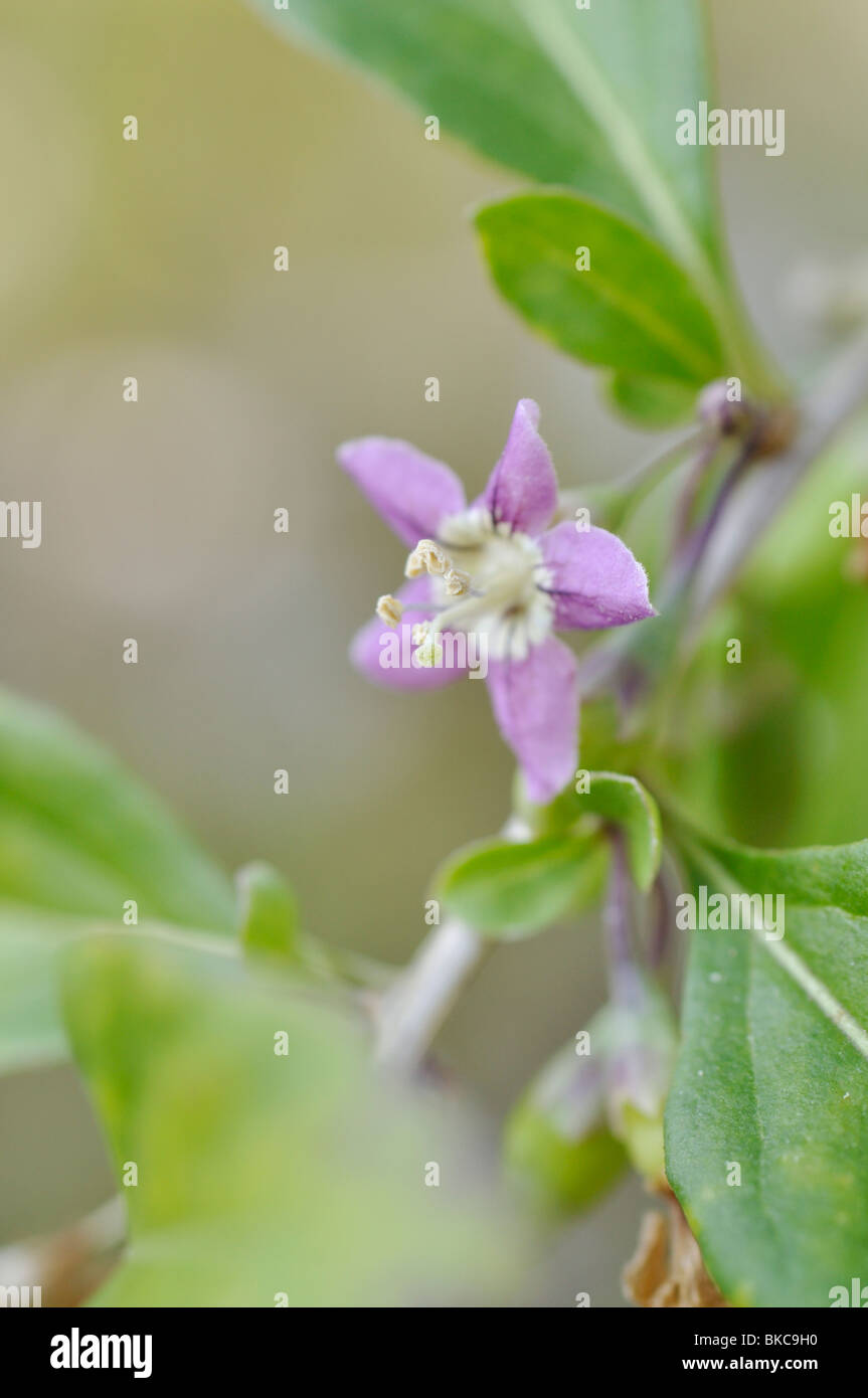 Chinese wolfberry (Lycium chinense Stock Photo - Alamy