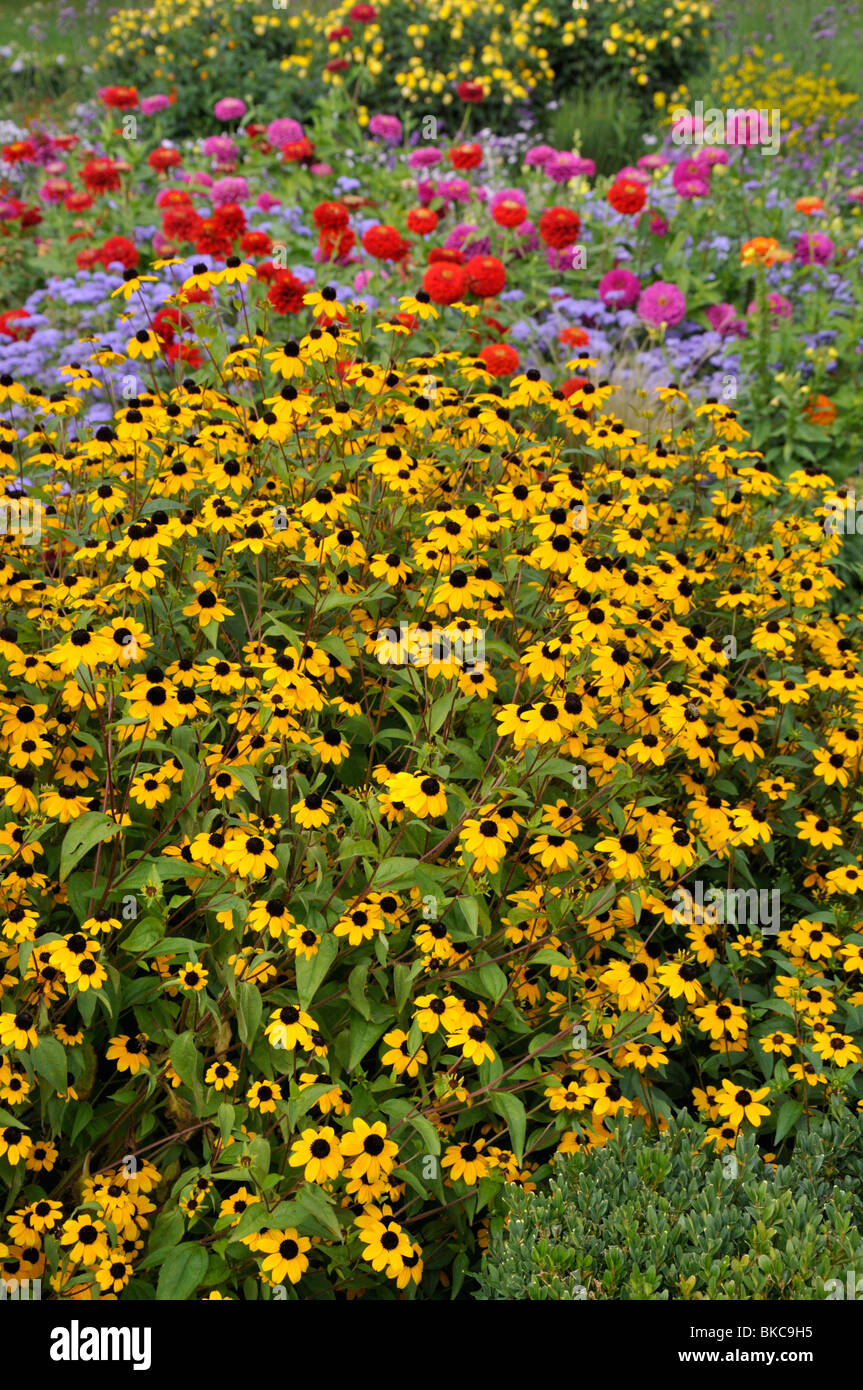 Brown-eyed Susan (Rudbeckia triloba Stock Photo - Alamy