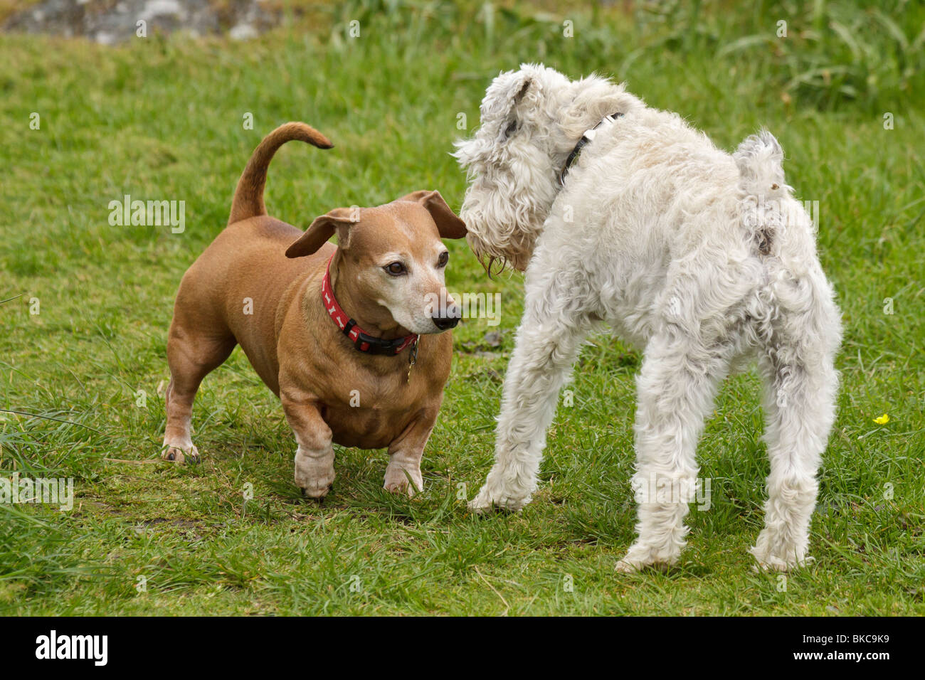 Two friends interacting dogs hi-res stock photography and images - Alamy