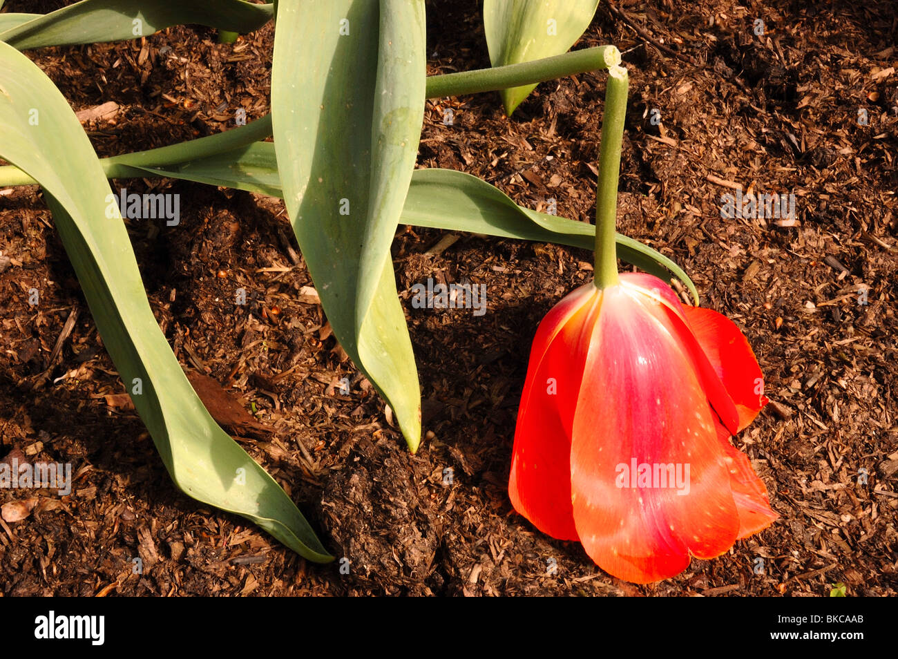 A sad broken red tulip Stock Photo - Alamy