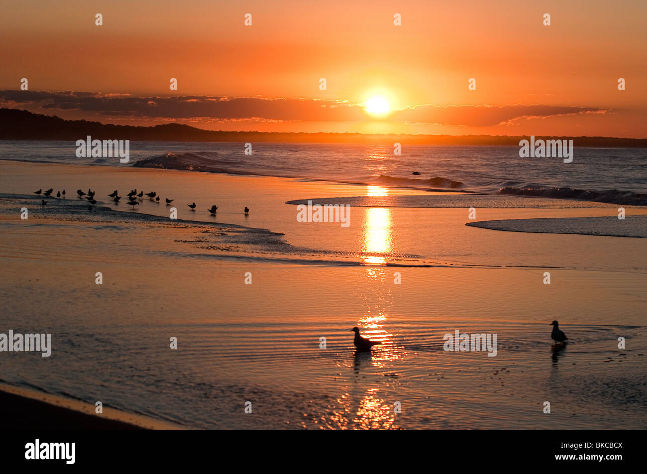 Seabirds on Flinders Beach at sunset, North Stradbroke Island ...