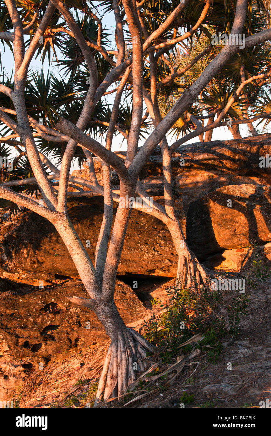 Rock Adder High Resolution Stock Photography and Images - Alamy