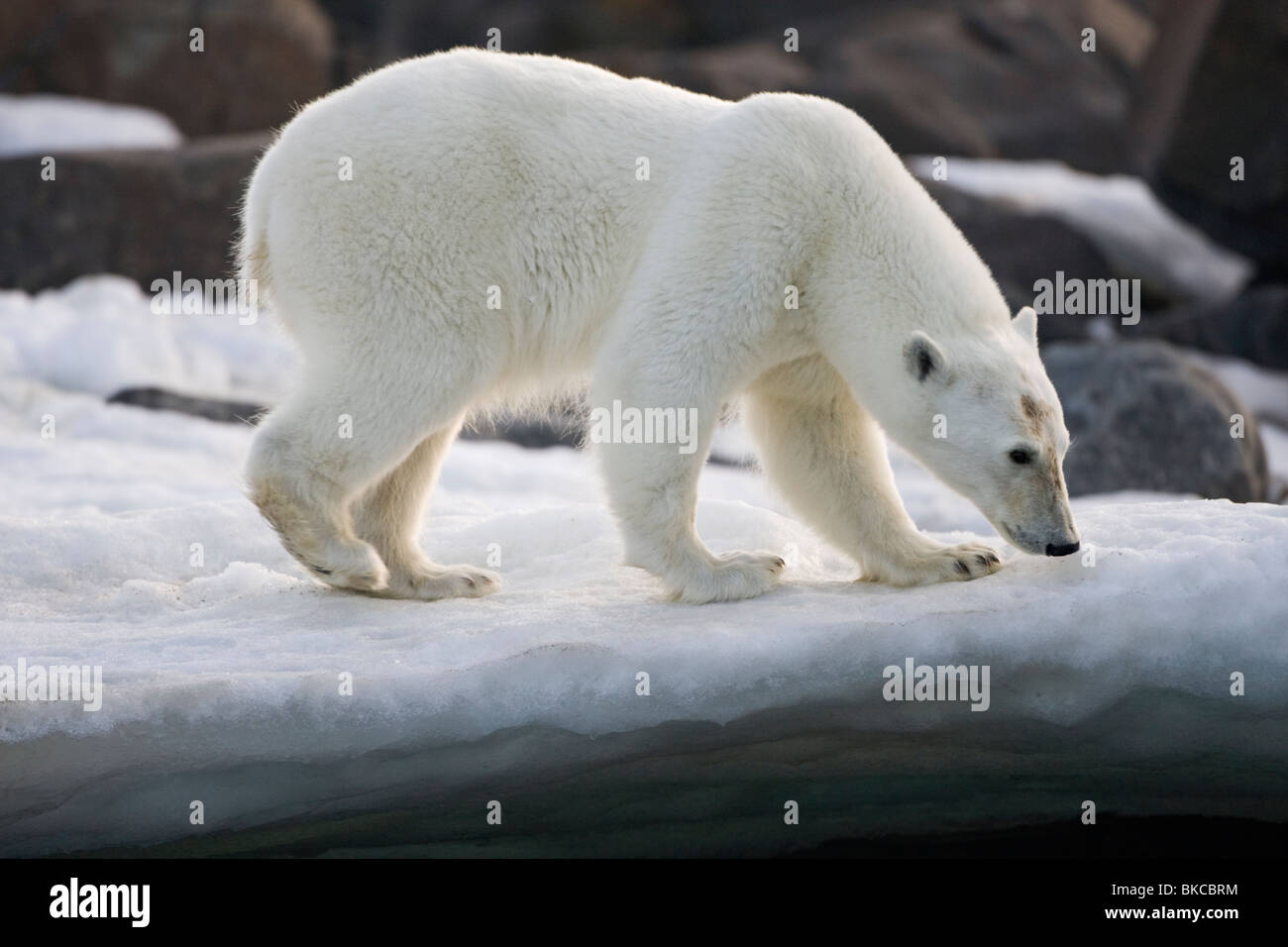 Norway, Svalbard, Langøya Island, Young Polar Bear (Ursus maritimus ...
