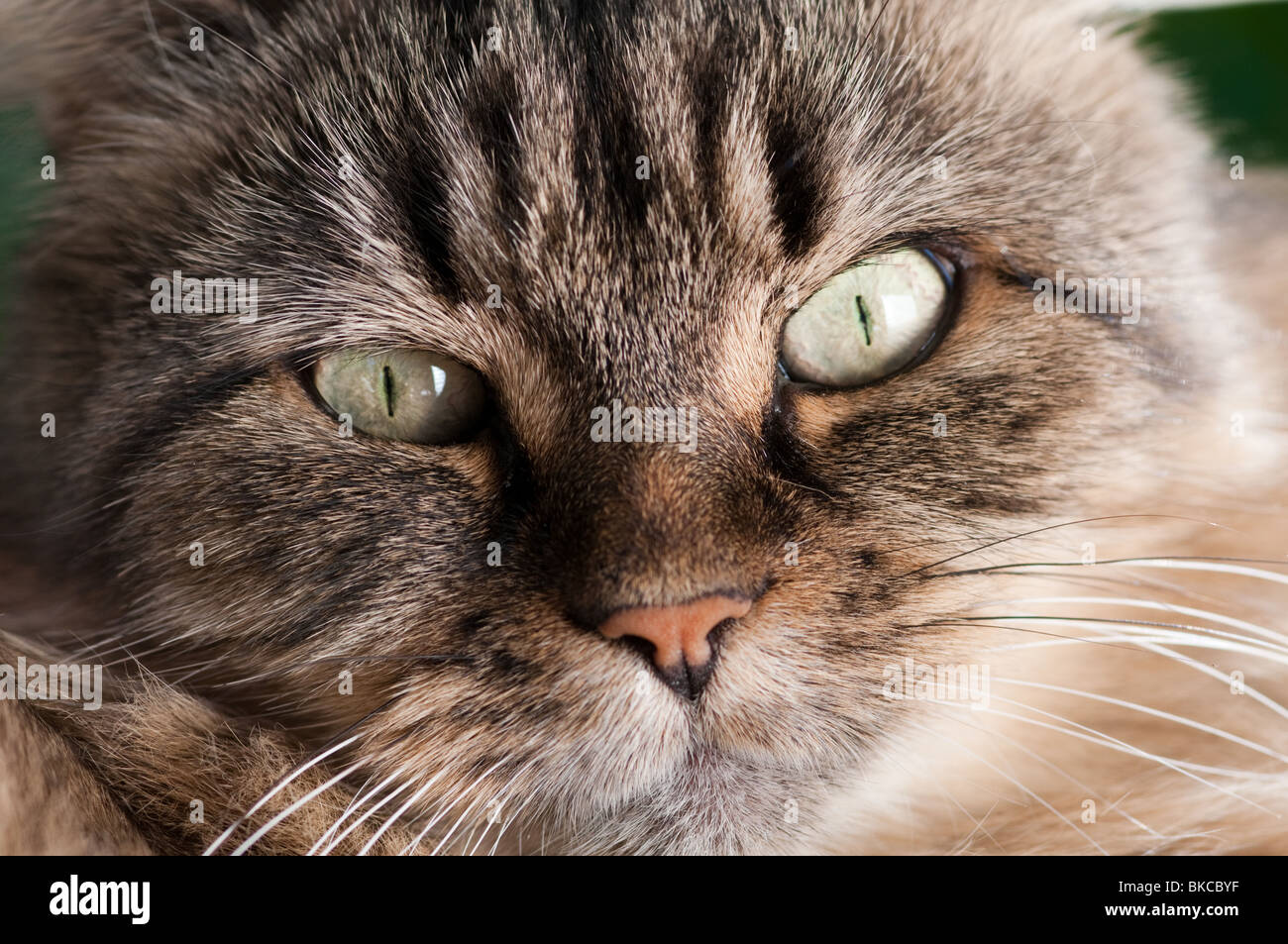 Furry cat portrait close up Stock Photo - Alamy