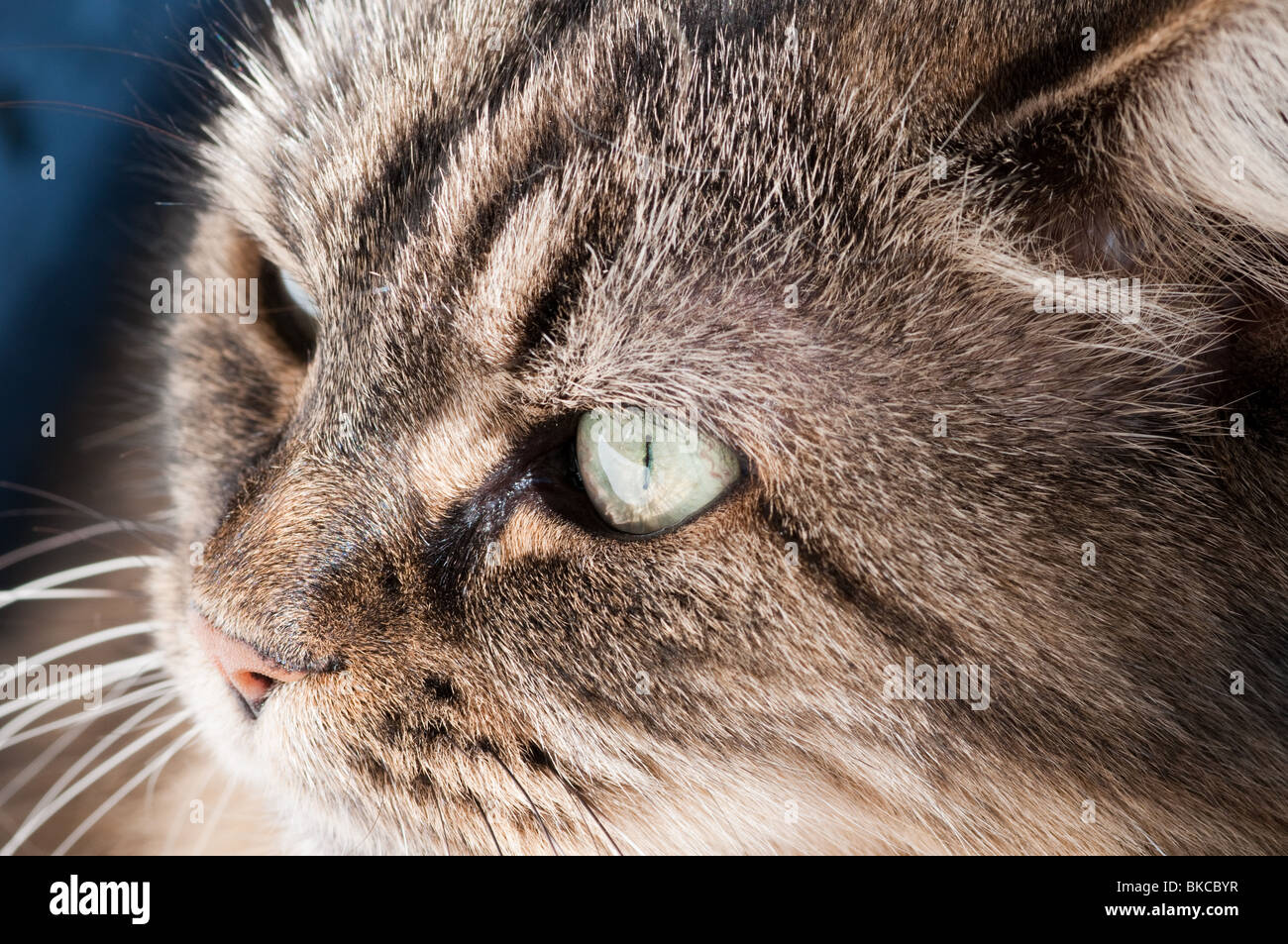 Furry cat portrait close up Stock Photo - Alamy