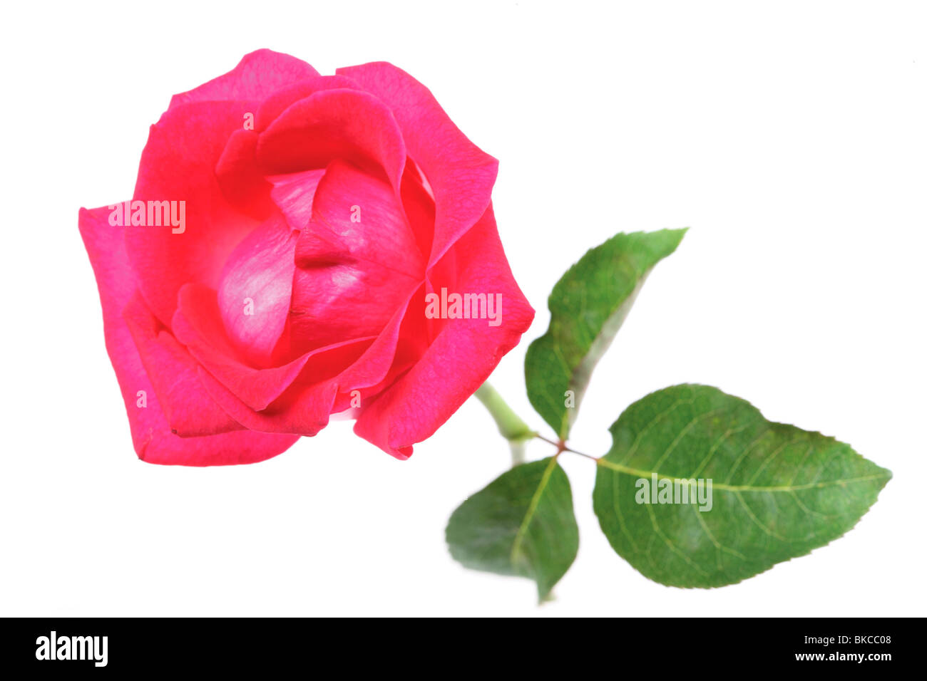 Most beautiful flower Cut Out Stock Images & Pictures - Alamy