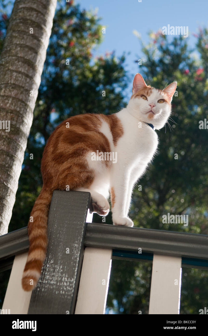 Deck rail hi-res stock photography and images - Alamy