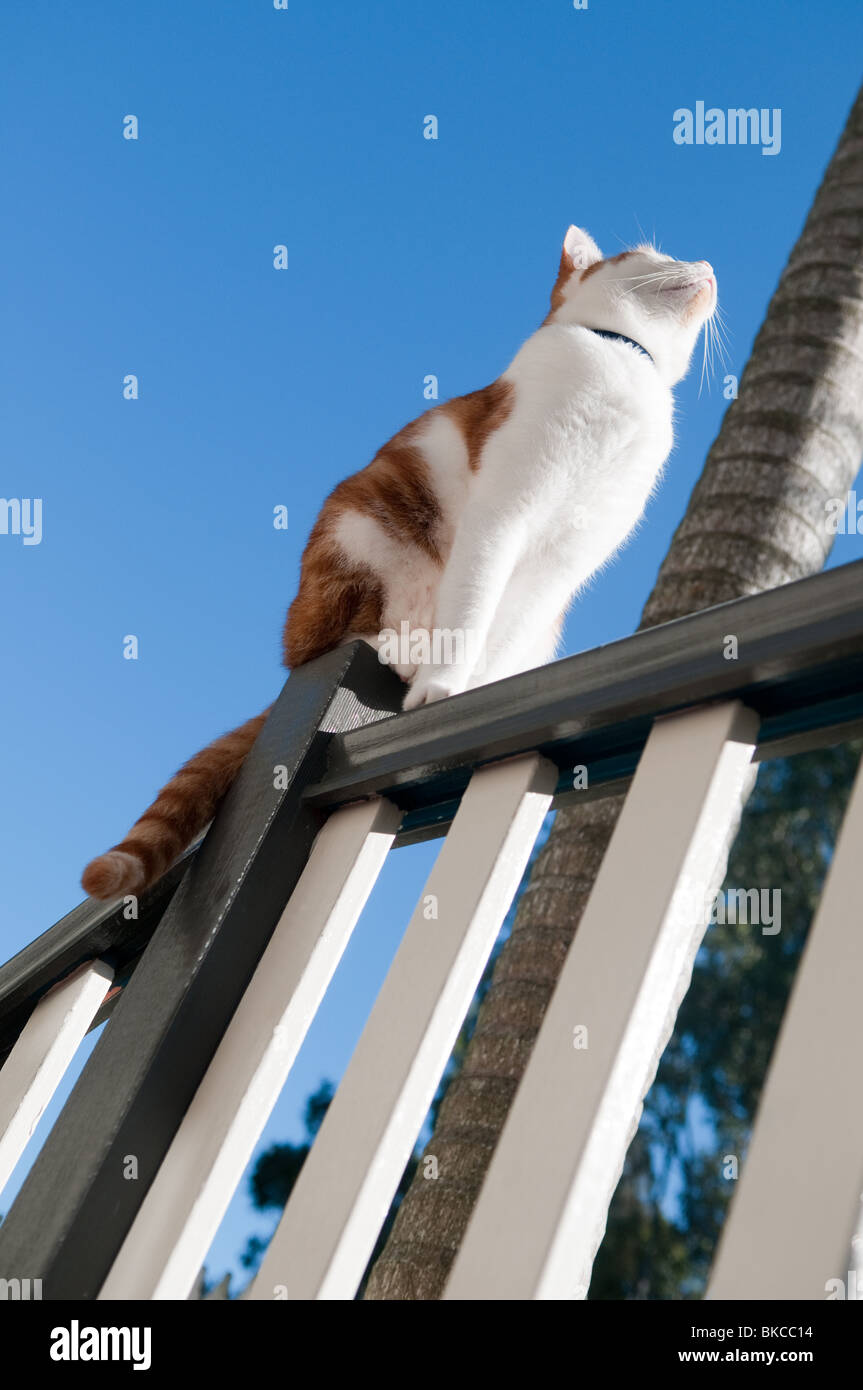 Pet cat balancing on veranda railing Stock Photo - Alamy