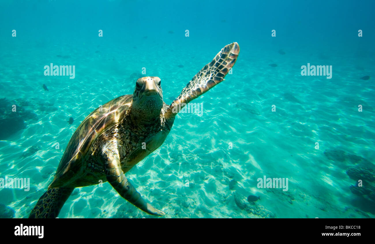 Turtle swimming to camera hi-res stock photography and images - Alamy