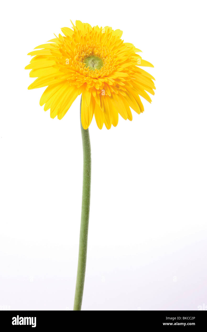 Freshness beautiful Cut Out Stock Images & Pictures - Alamy